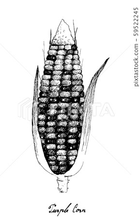 Hand Drawn of Purple Corn on White Background - Stock Illustration ...