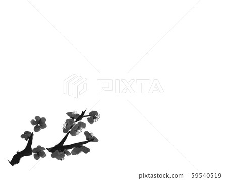 Ume (hand-drawn illustration of ink) - Stock Illustration [59540519 ...