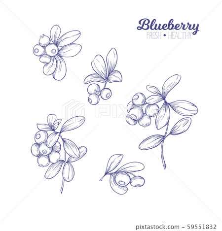 Blueberry. Element for design. - Stock Illustration [59551832] - PIXTA