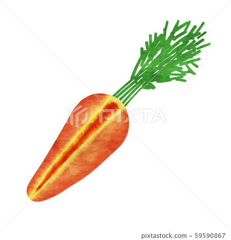 Cross section of carrot / carrot - Stock Illustration [59590867] - PIXTA