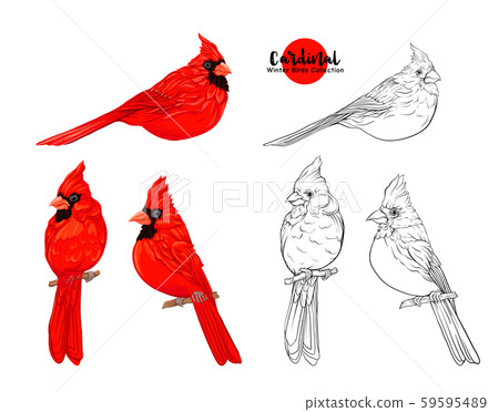 Cardinal birds - a symbol of Christmas - Stock Illustration [59595489 ...