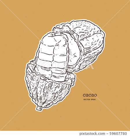 Cocoa beans illustration, hand draw sketch vector. - Stock Illustration ...