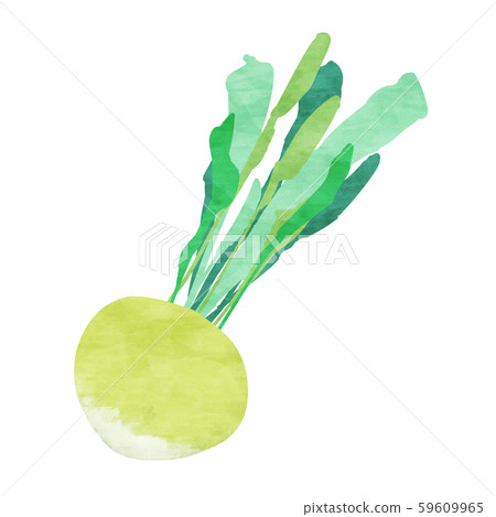 Blue-necked turnip / turnip - Stock Illustration [59609965] - PIXTA