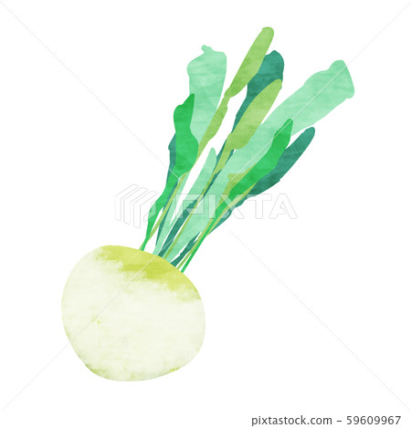 Blue-necked turnip / turnip - Stock Illustration [59609967] - PIXTA