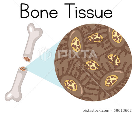 Magnified tissue inside bone - Stock Illustration [59613602] - PIXTA