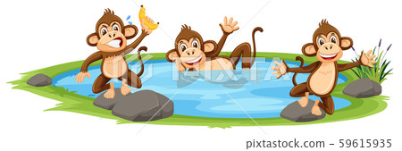 Monkey playing in the water - Stock Illustration [59615935] - PIXTA