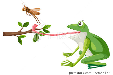 A frog try to eat grasshopper - Stock Illustration [59645132] - PIXTA