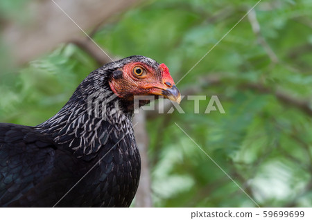 chicken side view face