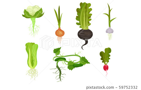 Root crops with stems and roots. Vector...-插圖素材 [59752332] - PIXTA圖庫