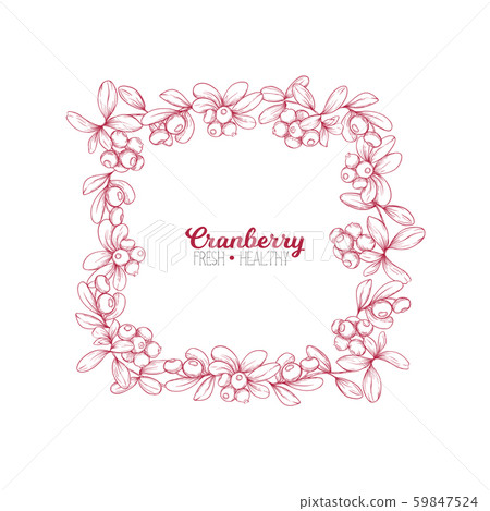 Cranberry. Element for design. - Stock Illustration [59847524] - PIXTA