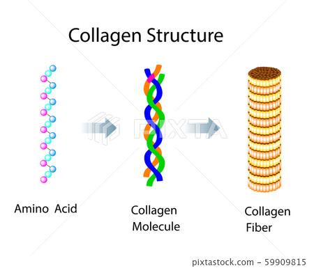 Vector illustration with collagen structure for... - Stock Illustration ...