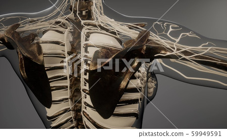 Transparent Human Body with Visible Bones - Stock Illustration ...