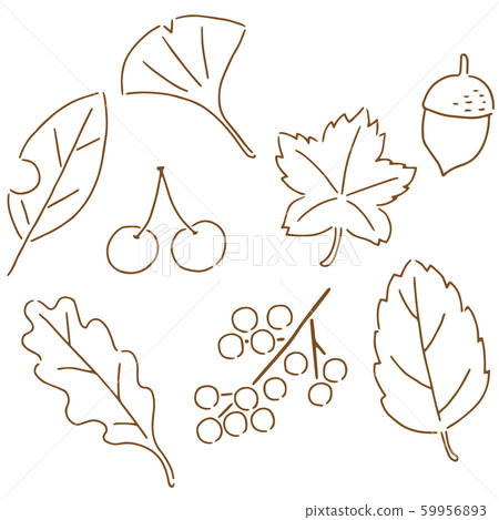 Fallen leaves nut line drawing - Stock Illustration [59956893] - PIXTA