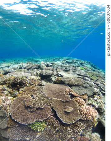 Okinawa coral reef and water surface - Stock Photo [60007034] - PIXTA