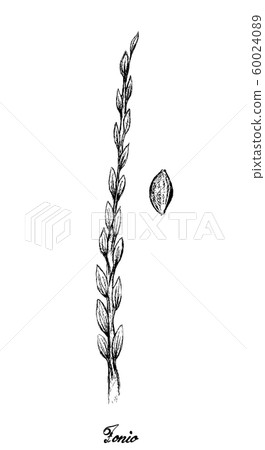 Hand Drawn Bunch of Ripe Fonio Millets - Stock Illustration [60024089 ...