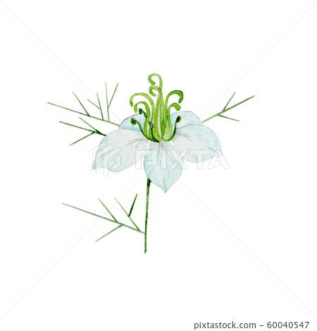 Watercolor cumin flower isolated on white. - Stock Illustration ...