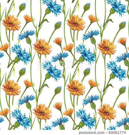 Blue Cornflower Herb or bachelor button flower... - Stock Illustration ...