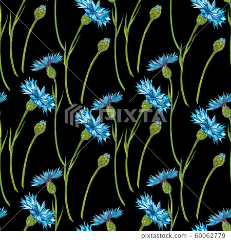 Blue Cornflower Herb or bachelor button flower... - Stock Illustration ...