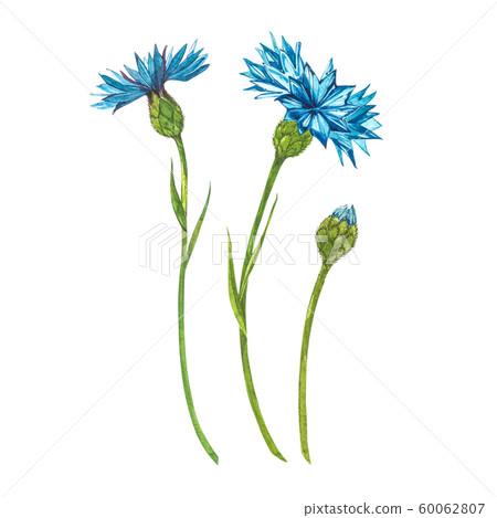 Blue Cornflower Herb or bachelor button flower... - Stock Illustration ...