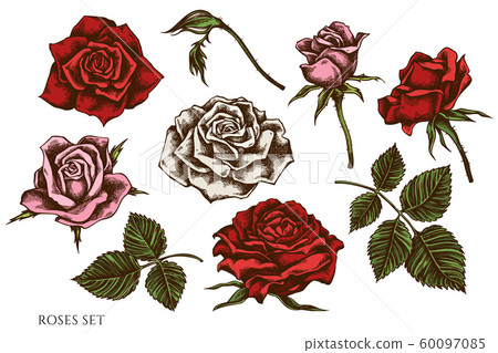 Vector set of hand drawn colored roses - Stock Illustration [60097085 ...
