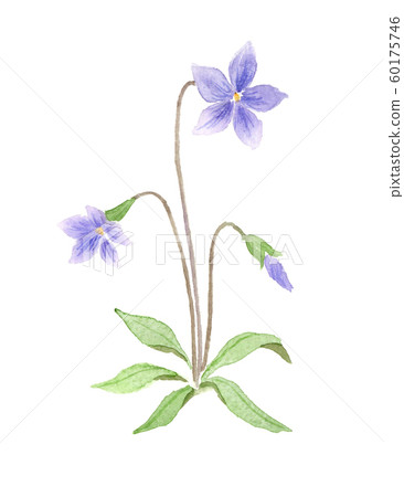 Sumire watercolor illustration - Stock Illustration [60175746] - PIXTA