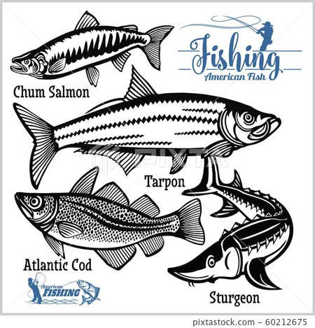 Atlantic Cod, Chum Salmon, Tarpon and Sturgeon... - Stock Illustration ...