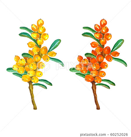 Branch of sea buckthorn berries, watercolor - Stock Illustration ...