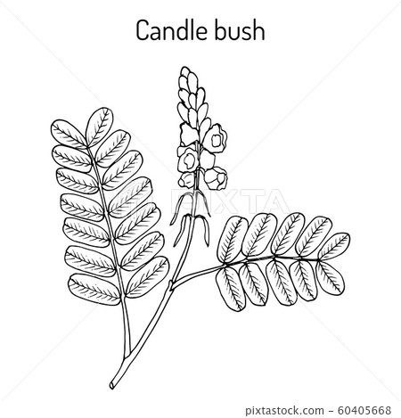 Candle bush Cassia, or senna alata , ornamental... - Stock Illustration ...