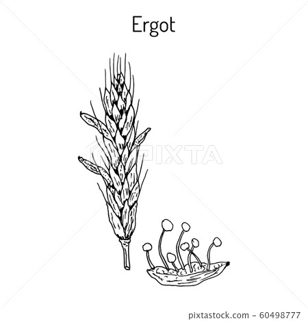 Ergot fungi Claviceps purpurea , medicinal plant - Stock Illustration ...