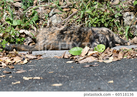 Cat, stray cat, rust pattern, rust-chan, boiled... - Stock Photo ...