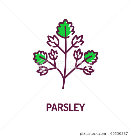 Parsley color line icon. Herb leaves. Salad. - Stock Illustration ...