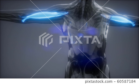 biceps - Visible muscle anatomy map - Stock Illustration [60587184] - PIXTA