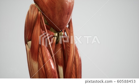 Muscular System of human body animation - Stock Illustration [60588453 ...