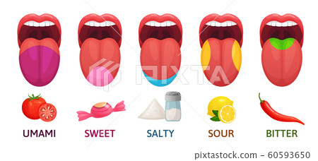 Tongue taste areas. Sweet, bitter and salty... - Stock Illustration ...