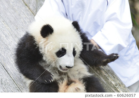 Baby Panda Playing On Slide