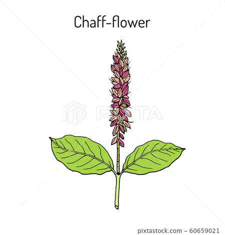 Chaff-flower achyranthes aspera , medicinal plant - Stock Illustration ...