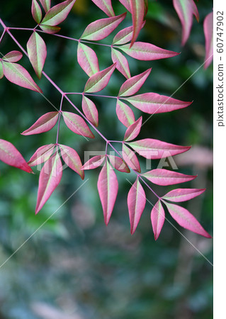 Young leaves of Nanten - Stock Photo [60747902] - PIXTA