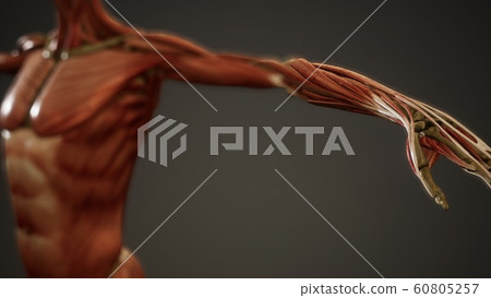 Muscular System of human body animation - Stock Illustration [60805257 ...