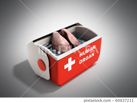 organ transportation concept open human organ - Stock Illustration ...