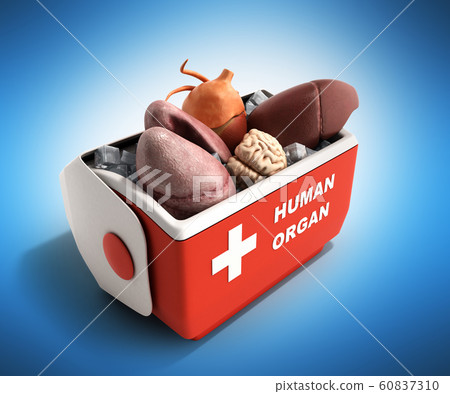 organ transportation concept open human organ - Stock Illustration ...