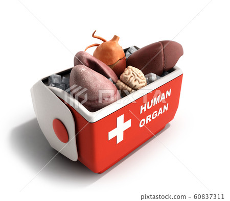 organ transportation concept open human organ - Stock Illustration ...