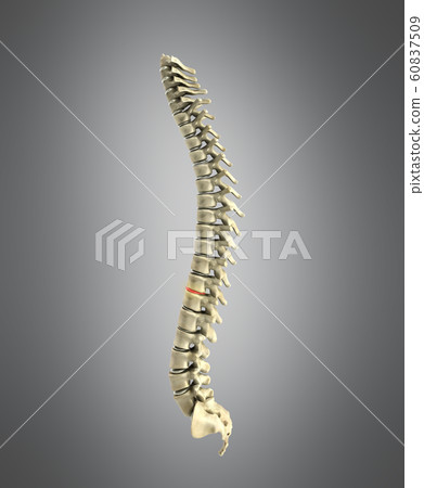 human spine 3d render on grey background - Stock Illustration [60837509 ...