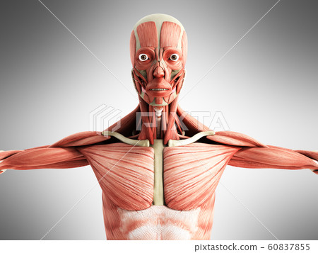Human Muscle Anatomy 3d render on grey front - Stock Illustration ...