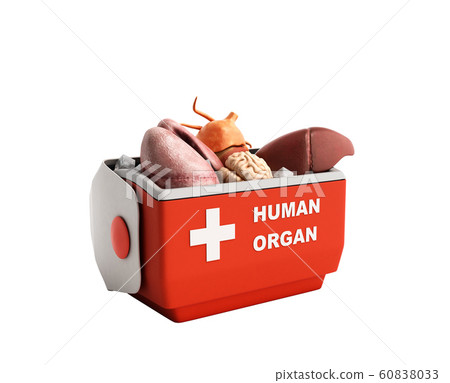 organ transportation concept open human organ - Stock Illustration ...