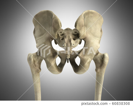 3D rendering medical illustration of the pelvis - Stock Illustration ...