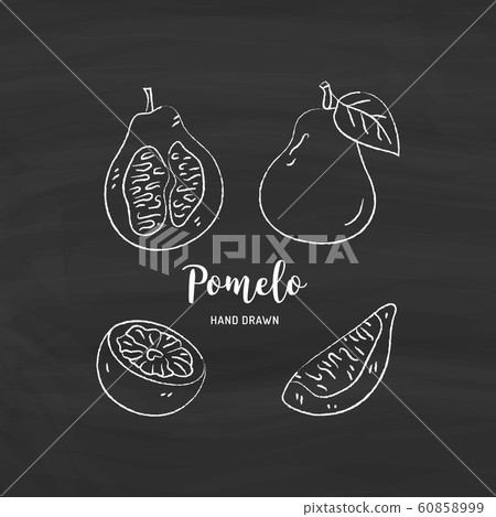 Pomelo fruit graphic drawing. Sketch of pomelo... - Stock Illustration ...