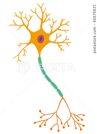 Neuron - Stock Illustration [60870835] - PIXTA