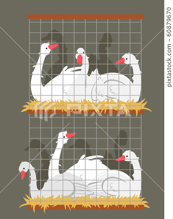 Geese Crowded Cage Illustration - Stock Illustration [60879670] - PIXTA