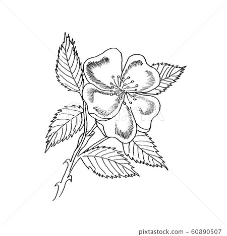 Graphic branch og eglantine rose flower with... - Stock Illustration ...