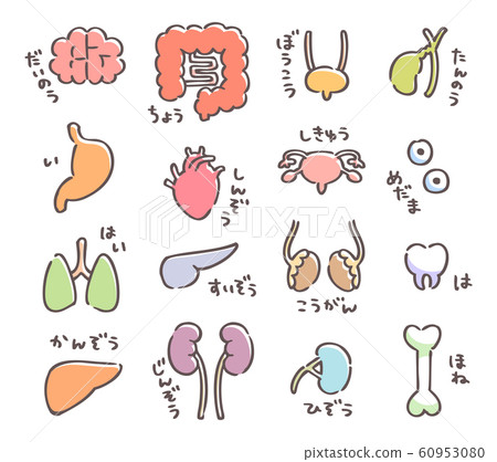 Organ internal organs handwriting - Stock Illustration [60953080] - PIXTA